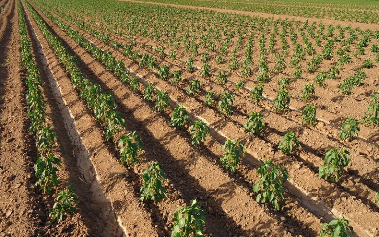 tomato inter cultivation – eChoupal Advisory