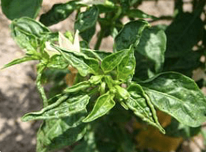 chilli pest management – eChoupal Advisory