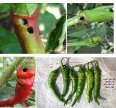 chilli pest management – eChoupal Advisory