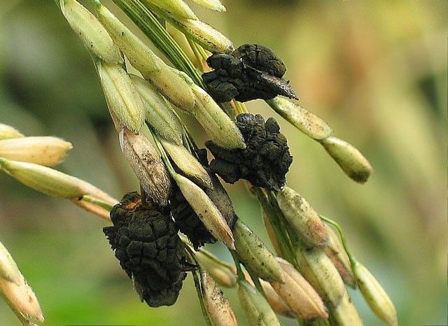 paddy Disease Management – eChoupal Advisory