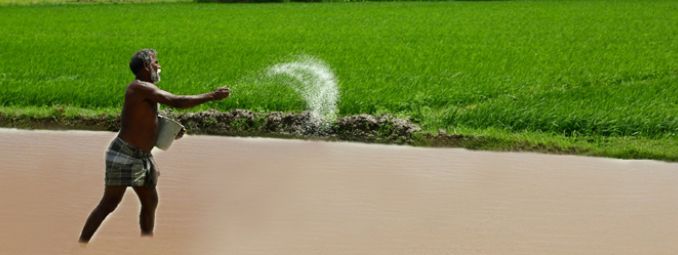 Finger Millet Fertilizer application-Basal Dose-3 – eChoupal Advisory