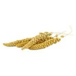 Foxtail Millet Pest and Disease Management- Green ear disease (Downy ...