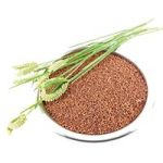 Finger Millet Land Preparation – eChoupal Advisory