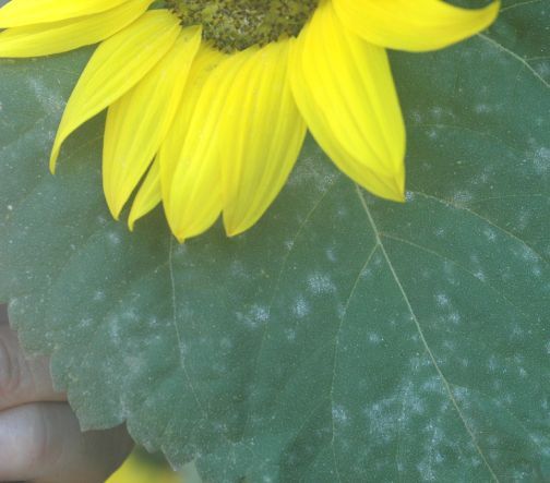 Crop Doctor Diseases Sunflower Downy mildew – eChoupal Advisory