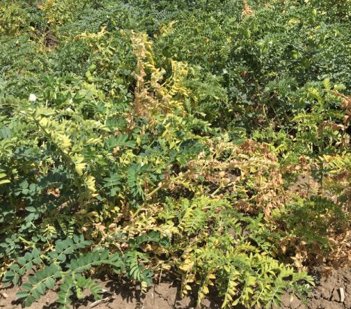Bengal Gram Pest and Disease Management-Wilt – eChoupal Advisory