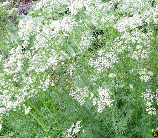 Crop Doctor Diseases Cumin Powdery mildew – eChoupal Advisory