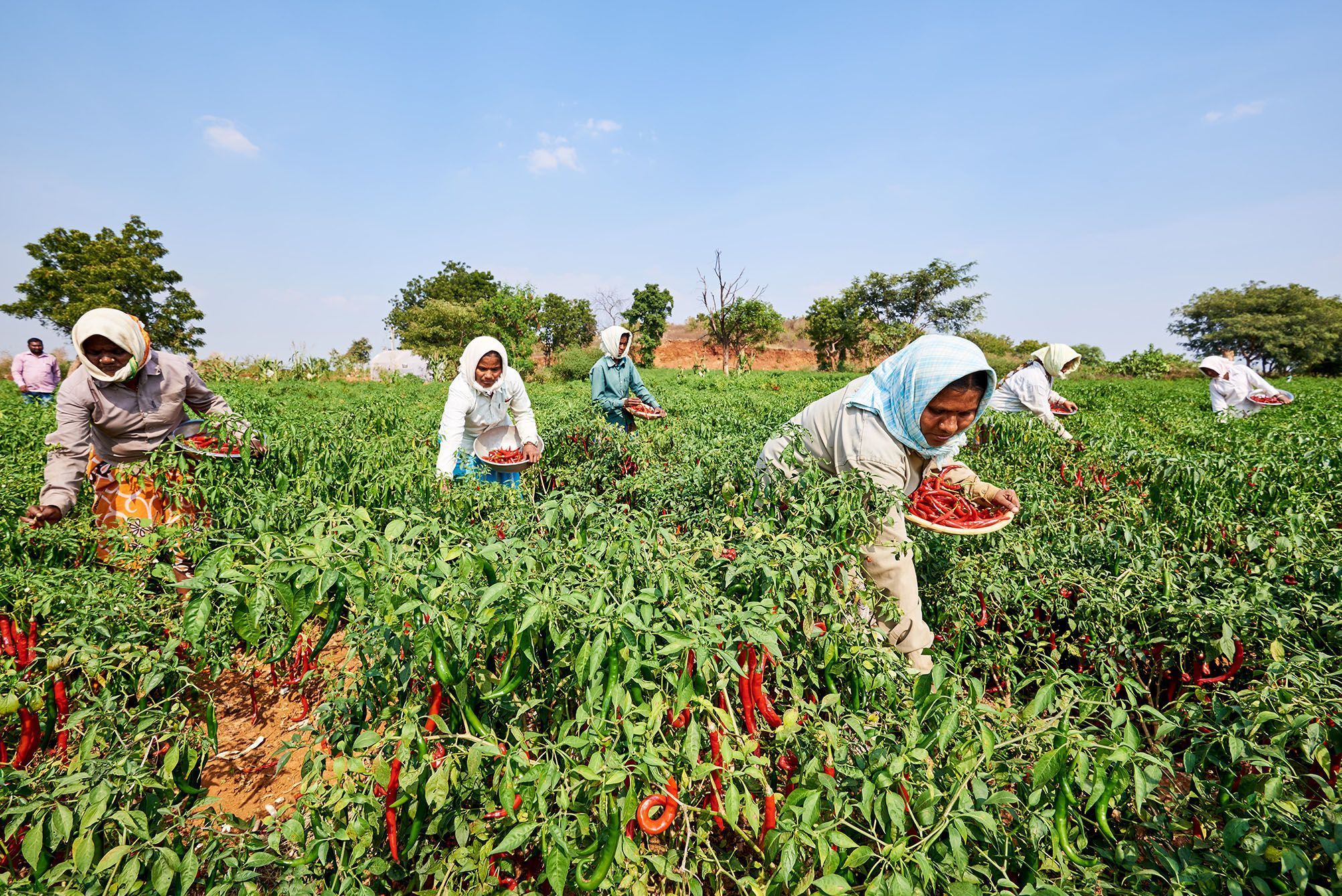 chilli harvesting – eChoupal Advisory
