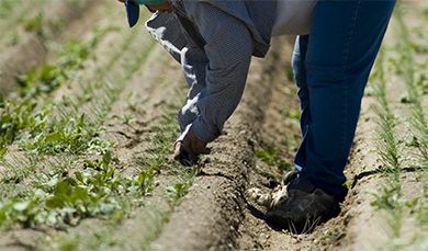 Package Of Practicess wheatcrop pz – eChoupal Advisory