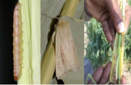 Wheat Wheat Eastern Zone Pests & Disease Management Pink Stem Borer ...