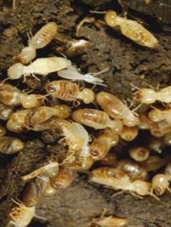 Finger Millet Pest and Disease Management-Termites – eChoupal Advisory