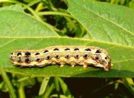Groundnut Pests and Disease management-Tobacco Caterpillar – eChoupal ...