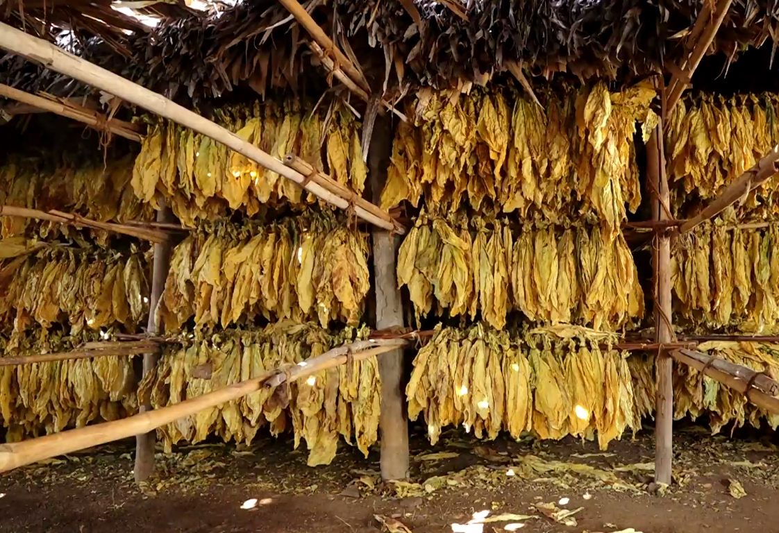 TOBACCO, FCV (TRADITIONAL REGION) – eChoupal Advisory