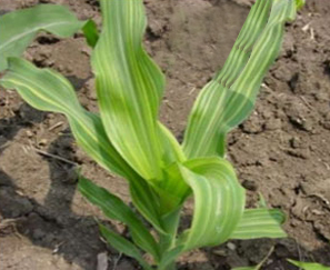 pop maize – eChoupal Advisory