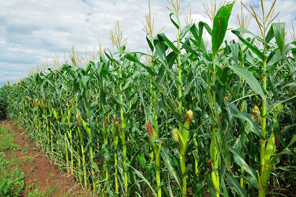 pop maize – eChoupal Advisory
