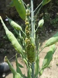 Mustard Pests and Disease management-4 – eChoupal Advisory