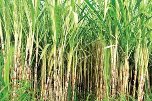 Sugarcane Ratoon Management – eChoupal Advisory