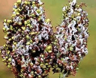 Kodo Millet Pest and Disease Management-Ergot – eChoupal Advisory