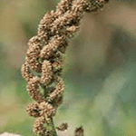 Barnyard Millet introduction – eChoupal Advisory