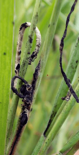 Barnyard Millet Pest and Disease Management-Smut disease – eChoupal ...