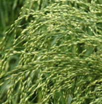 Little Millet Pest and Disease Management – eChoupal Advisory