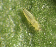 Green Gram Pest and Disease Management- Thrips – eChoupal Advisory