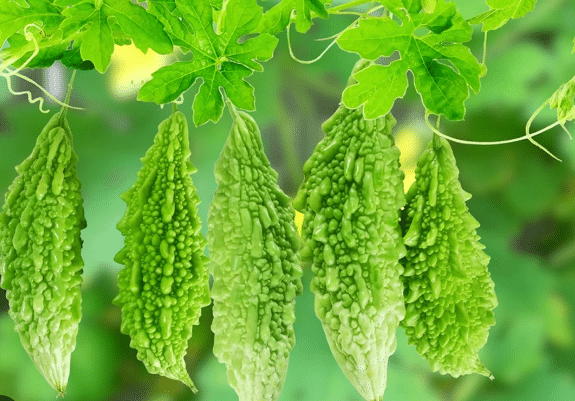 Bitter Gourd Varieties – eChoupal Advisory
